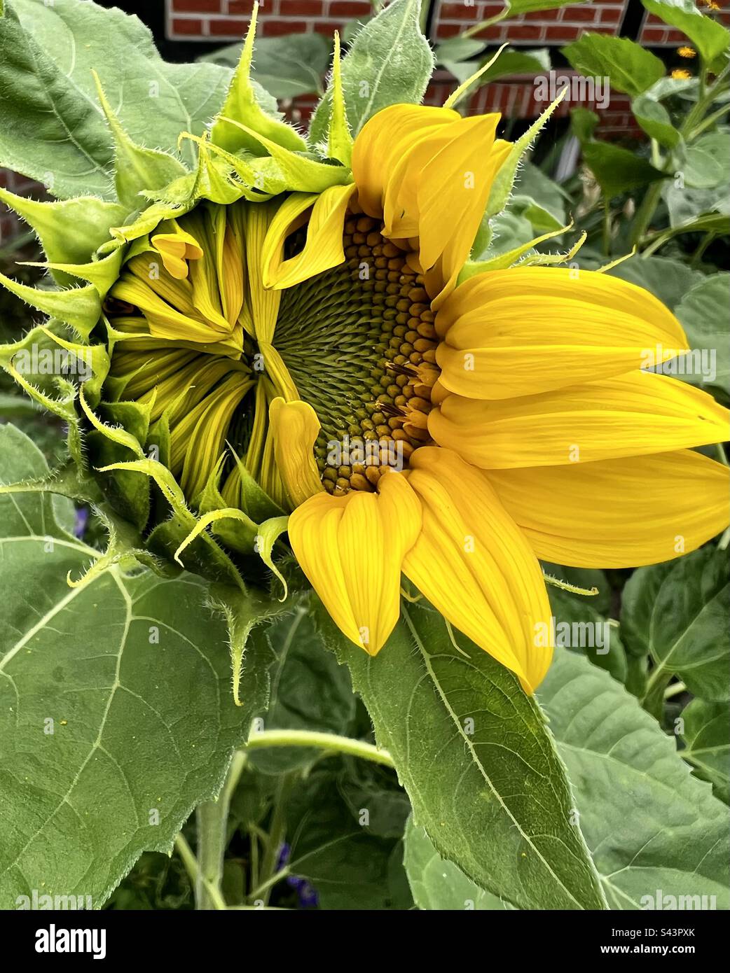Half sunflower hi-res stock photography and images - Alamy