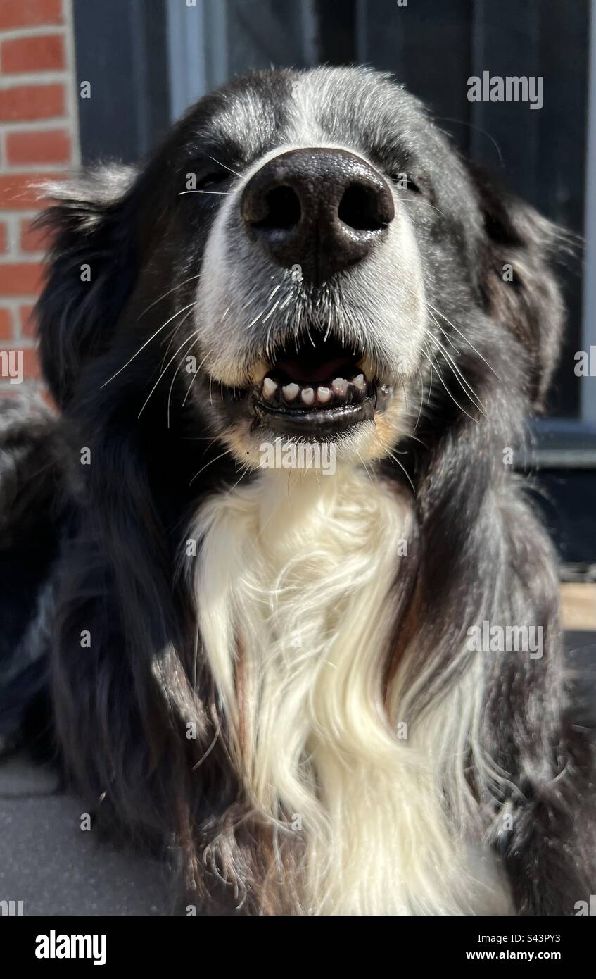 Dog and sun hi-res stock photography and images - Alamy