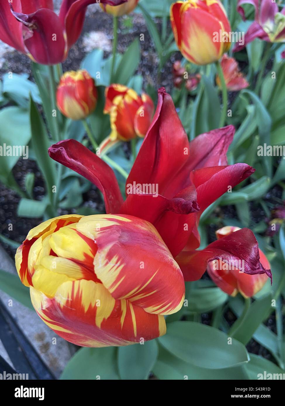 Flaming red orange tulips bursting with color Stock Photo - Alamy