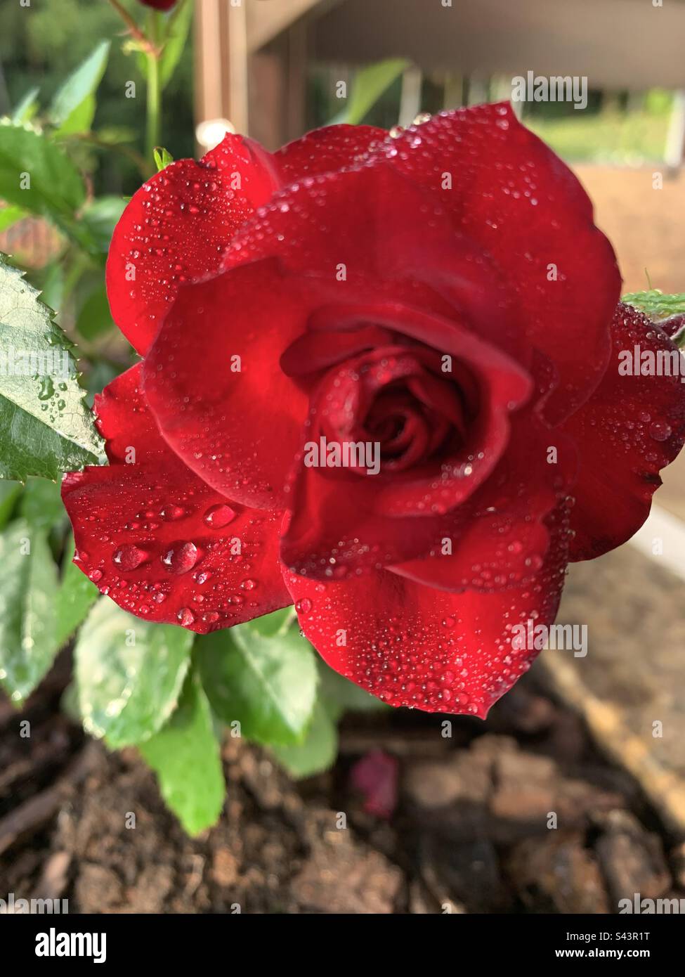 Dewy rose hi-res stock photography and images - Alamy
