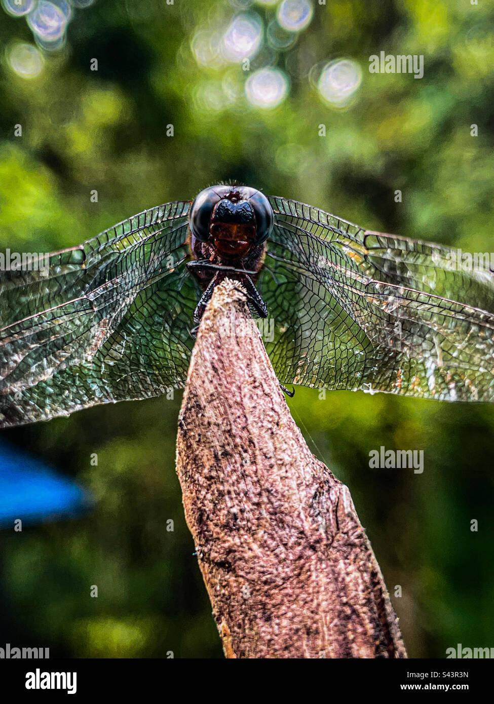 Dragonfly insects hi-res stock photography and images - Alamy