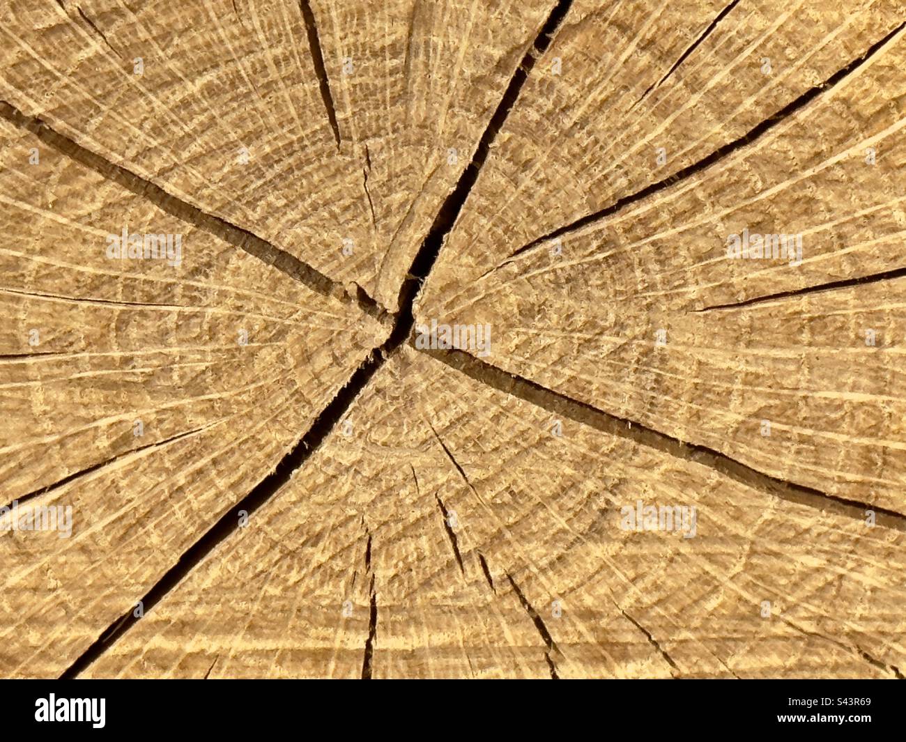 The end grain of an oak log in a French woodpile Stock Photo - Alamy