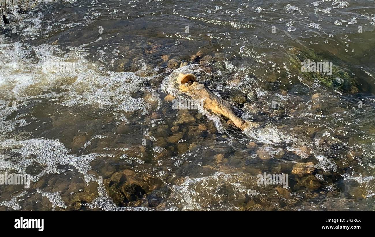 Dead fish in stream hi-res stock photography and images - Alamy
