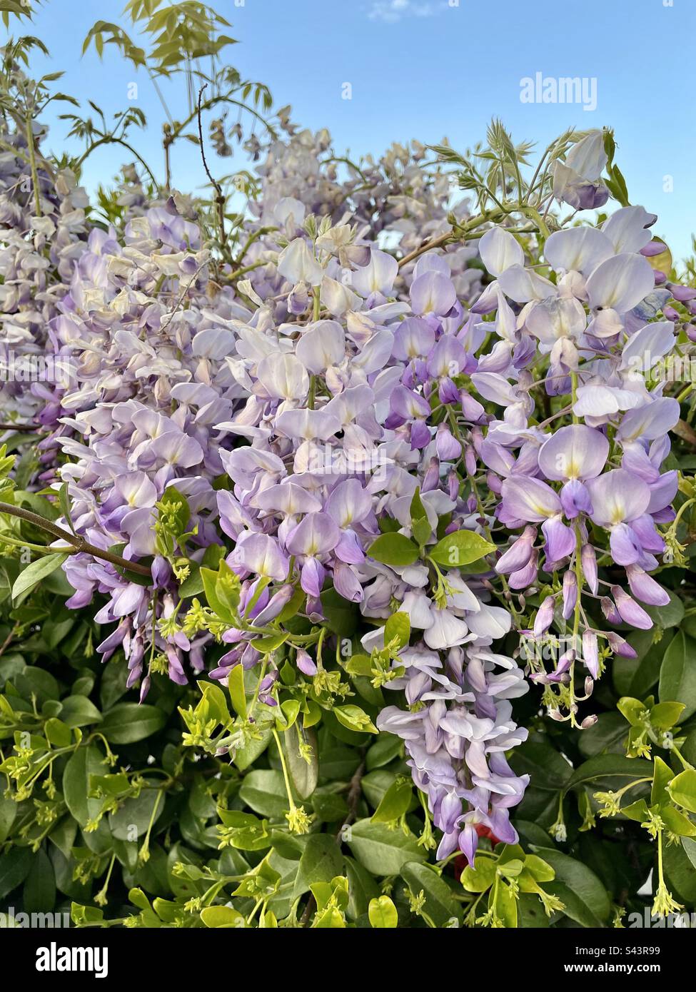 Lilla flower hi-res stock photography and images - Alamy