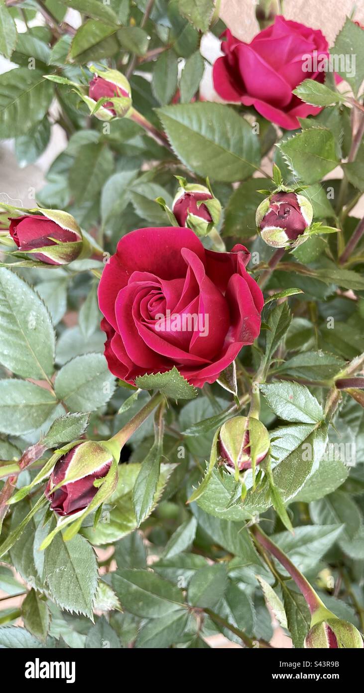 Flowe, rosa, rose, red rose, rosa rossa Stock Photo - Alamy
