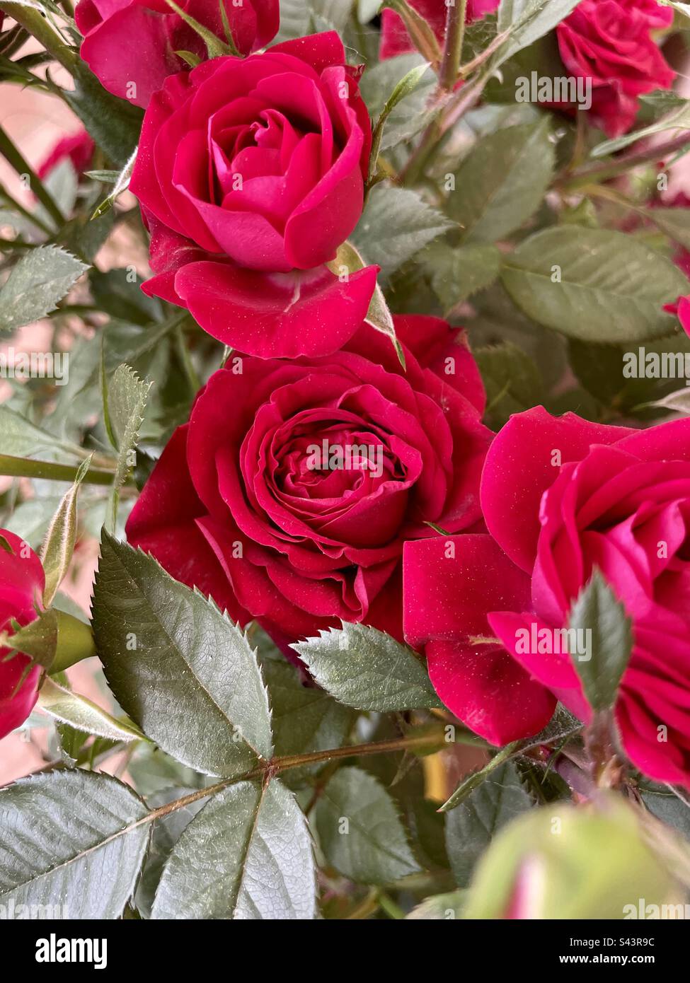Rose red rose hi-res stock photography and images - Alamy