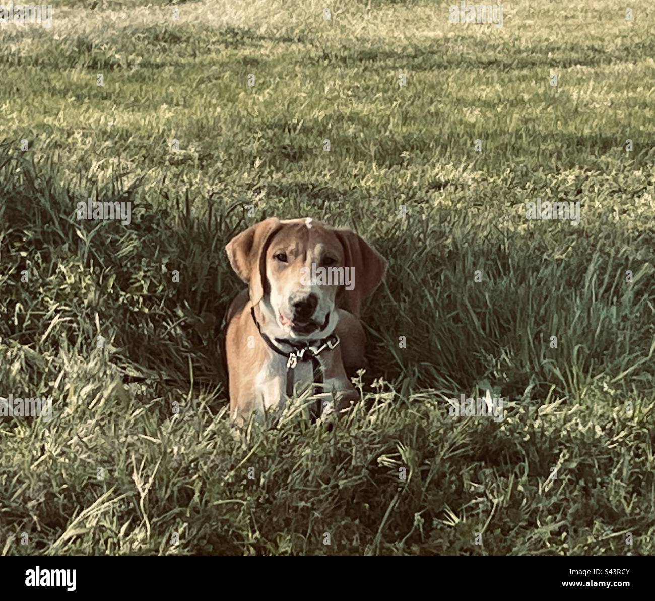 Beagle laying down hi-res stock photography and images - Alamy