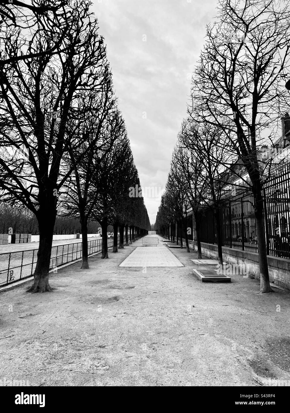 Trees of paris Black and White Stock Photos & Images - Alamy