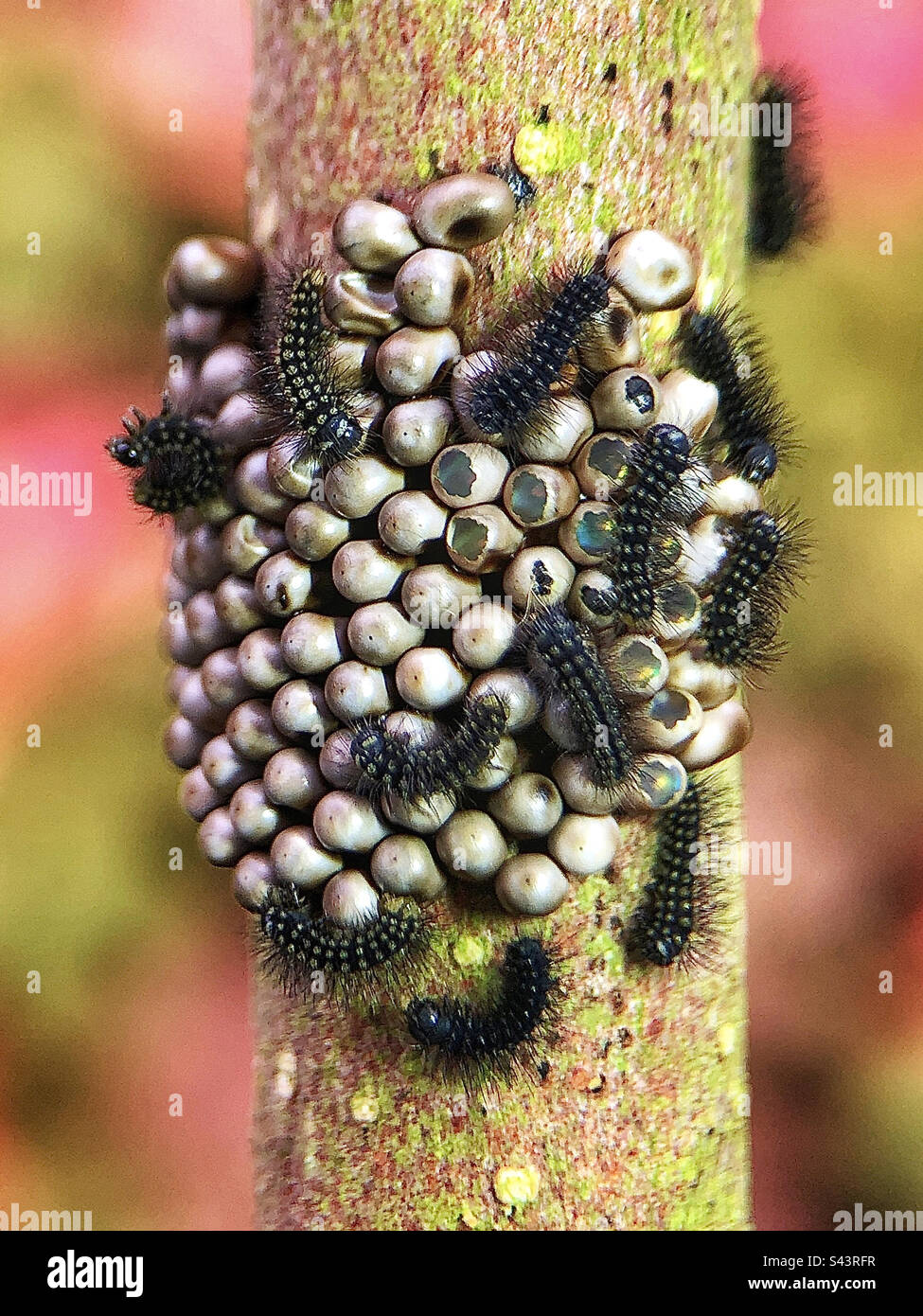 Emperor moth (Saturnia pavonia) Britain's only silkmoth caterpillars ...
