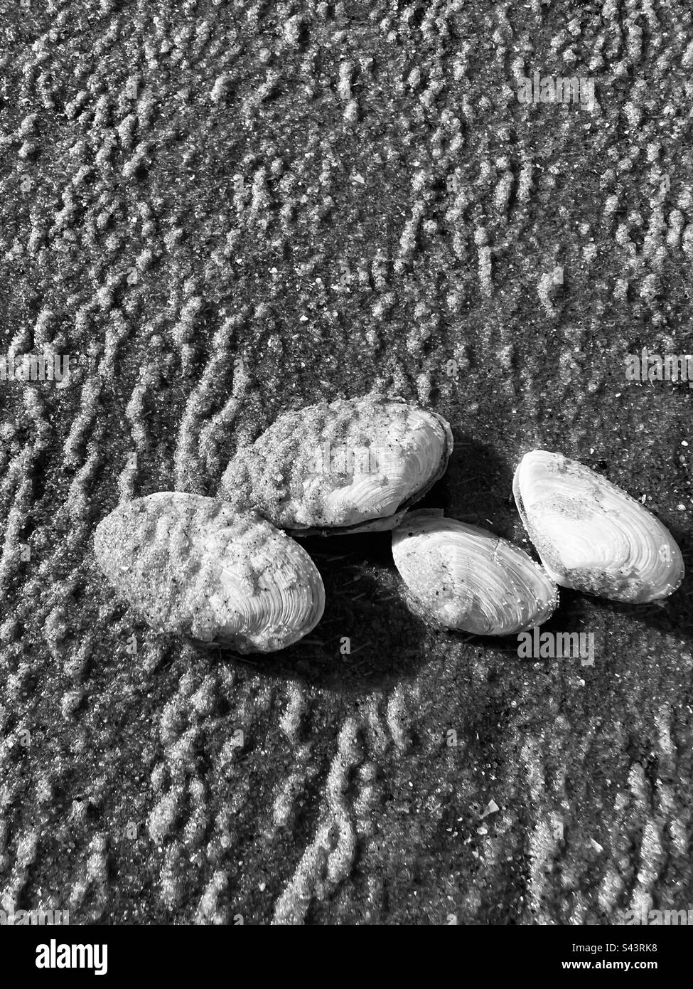 Black shells Black and White Stock Photos & Images - Alamy