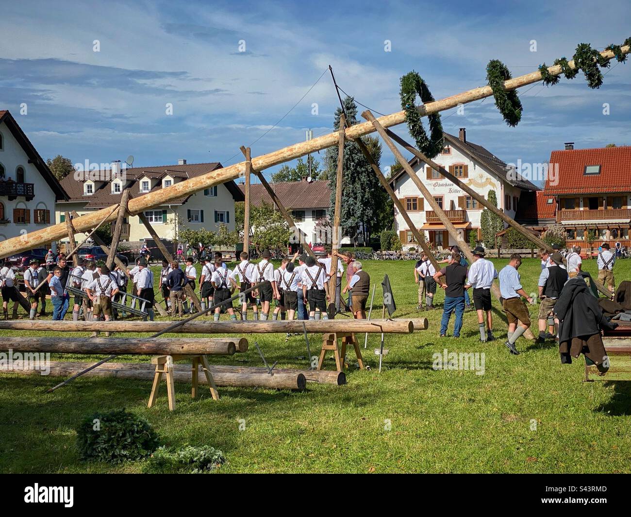 Locals in traditional Bavarian leather pants erecting the maypole on a ...