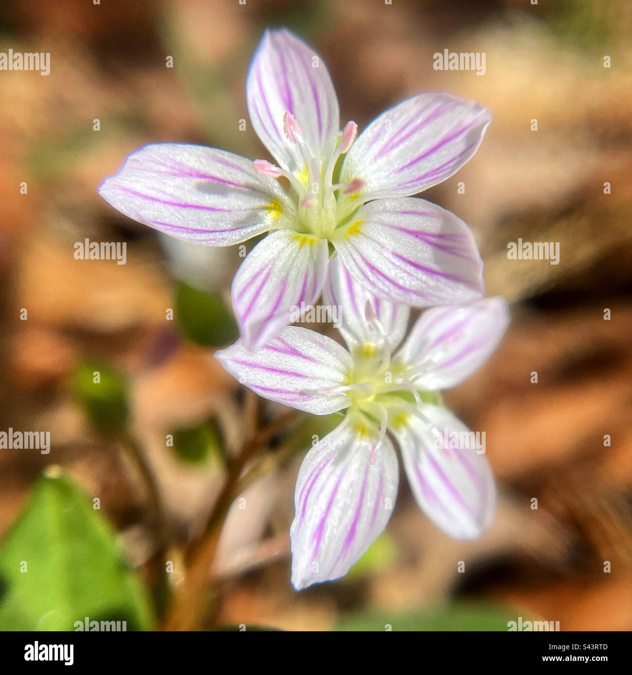 Carolina spring hi-res stock photography and images - Alamy