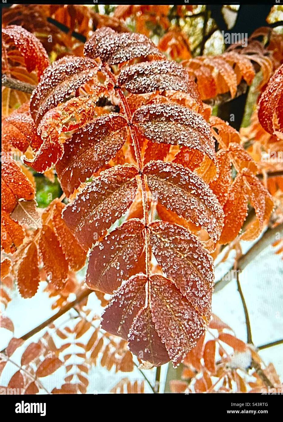 Autumn leaves, fall, seasons, frosty, symmetrical, balance, colourful ...