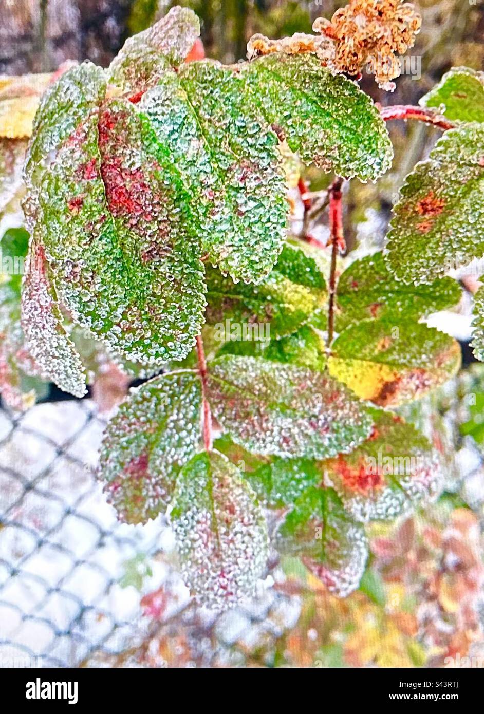 Symmetrical balance hi-res stock photography and images - Alamy