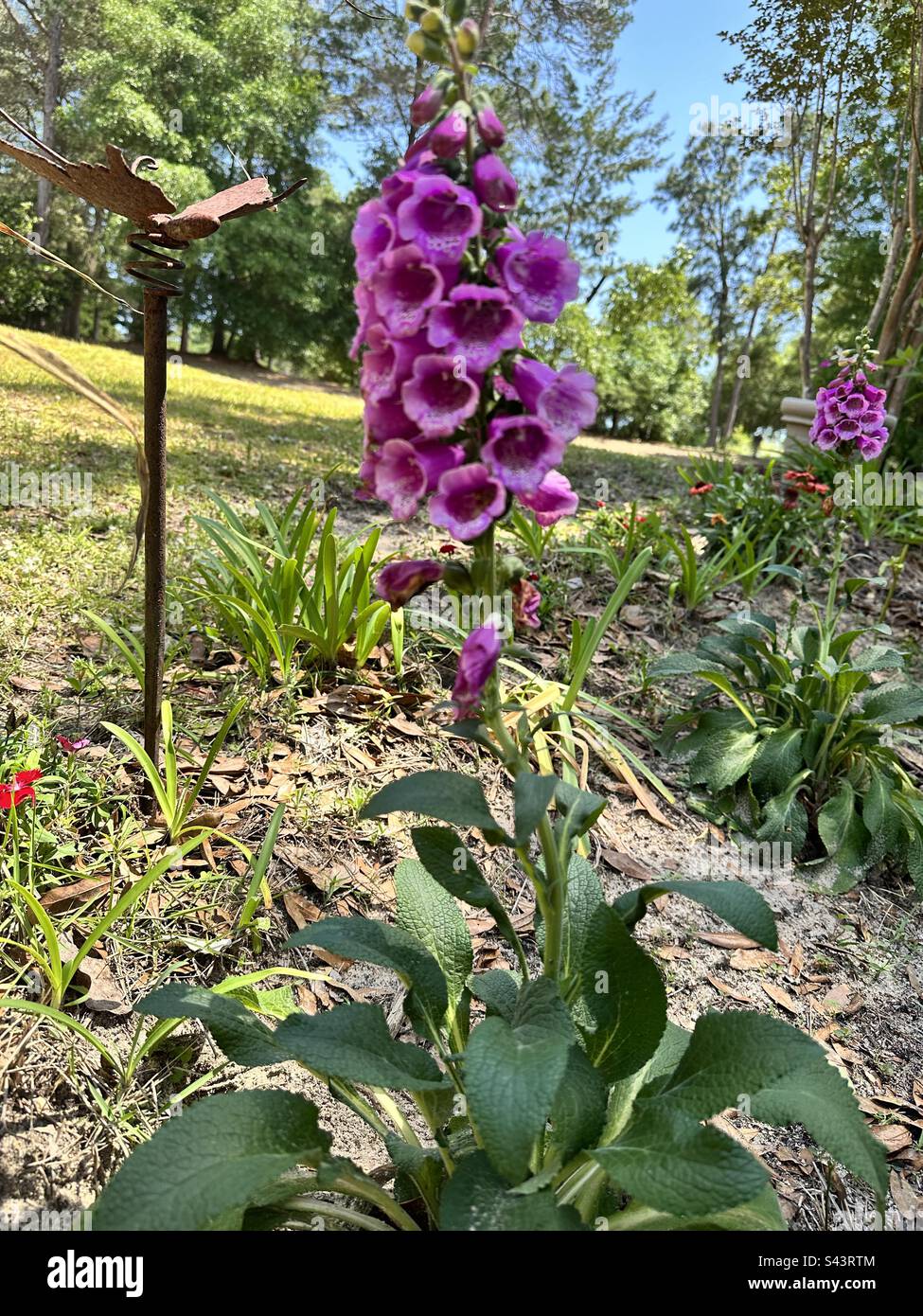 Foxglove, early blooming! Large rosettes of downy, green, oblong leaves ...