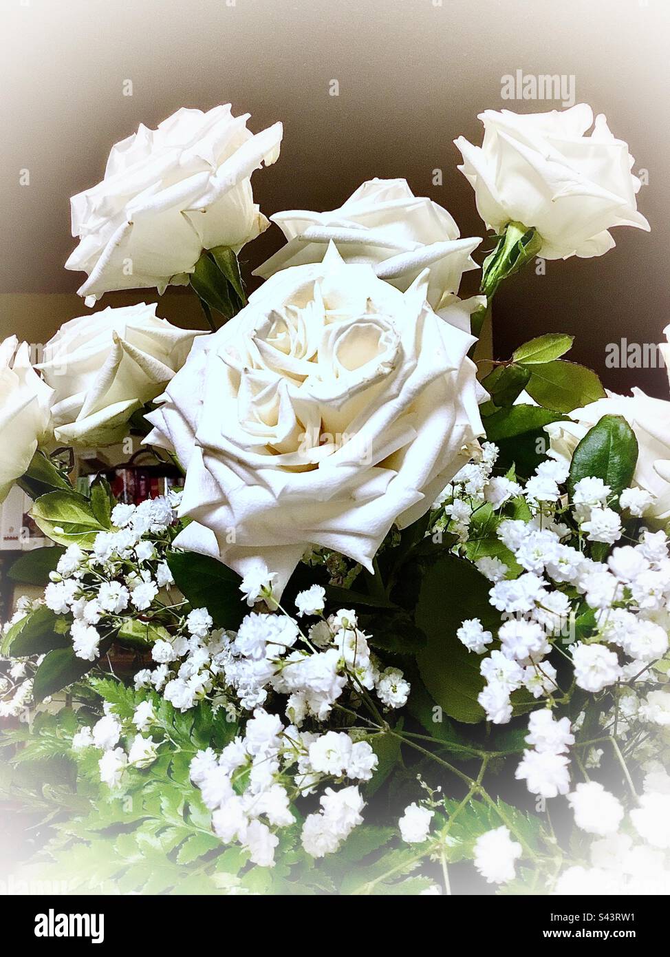 Baby roses hi-res stock photography and images - Alamy