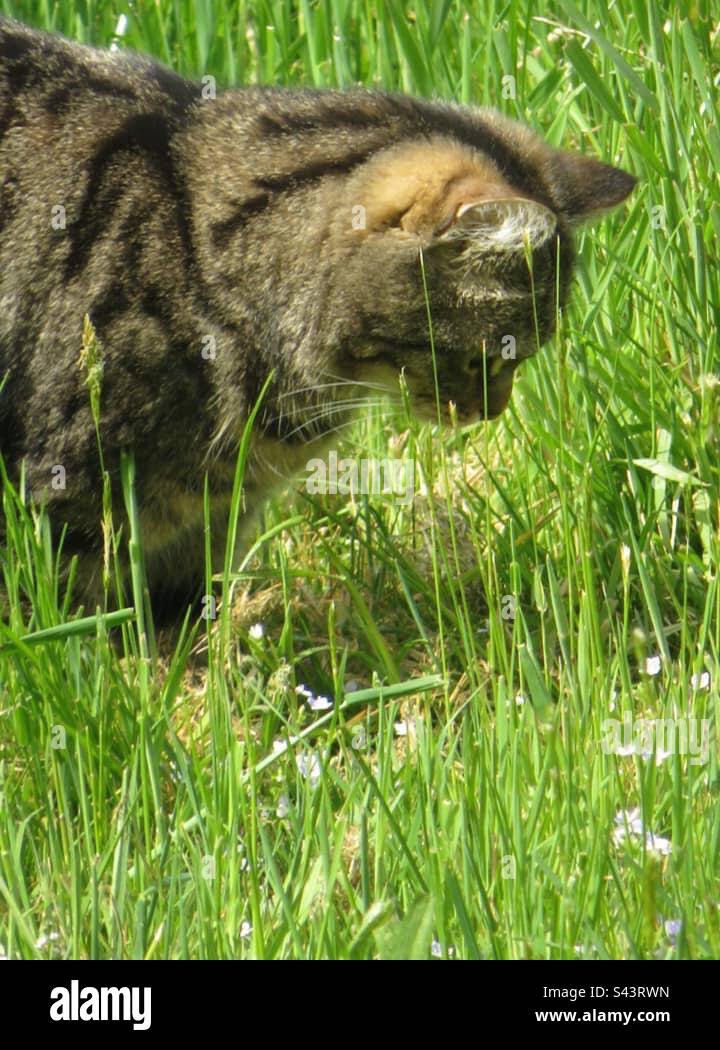Mousing hi-res stock photography and images - Alamy