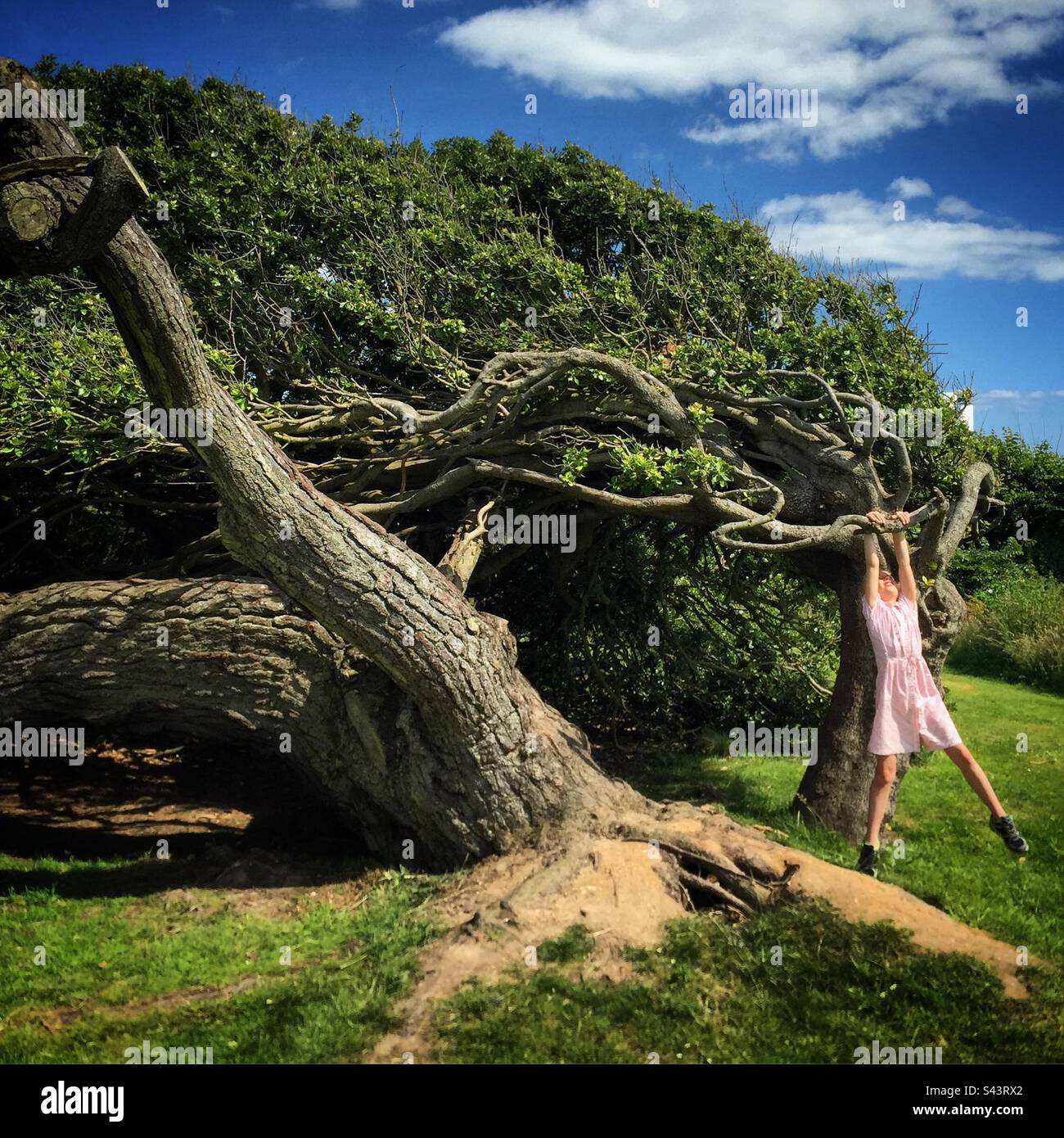 A young 7-year-old girl in a pink dress swinging on a huge ancient tree ...