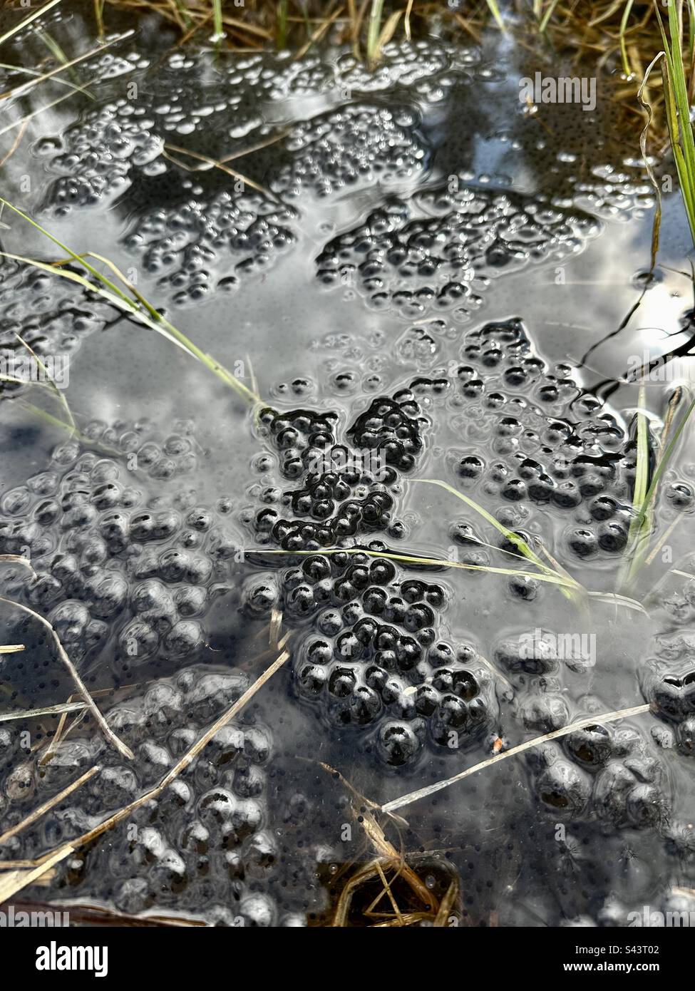 Frogspawn in springtime pond Stock Photo - Alamy