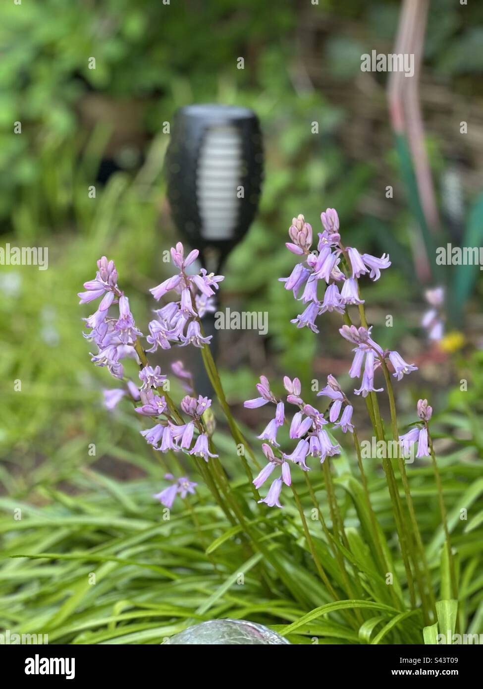 Bell flowers hi-res stock photography and images - Alamy