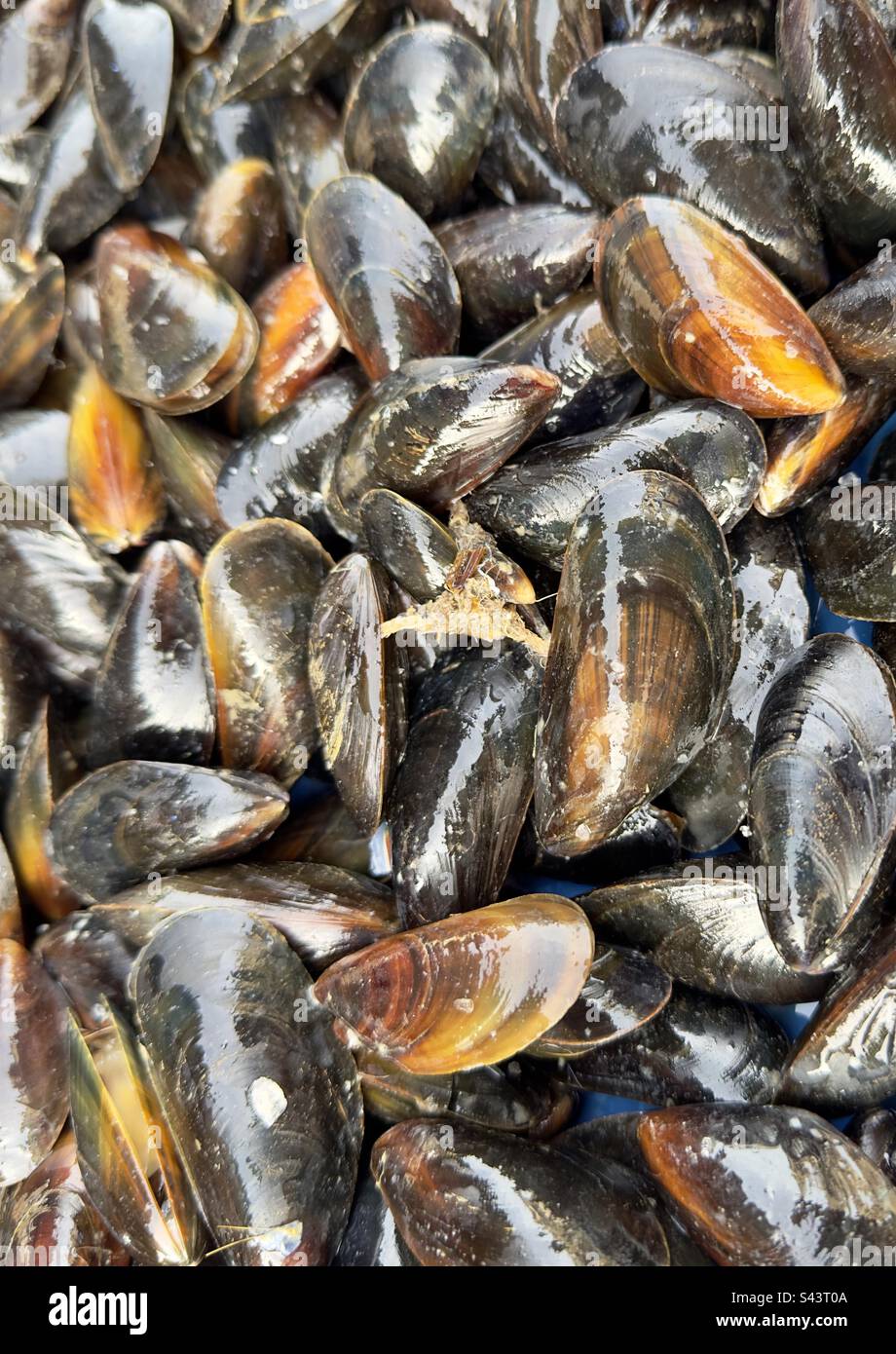 Muscles seafood hi-res stock photography and images - Alamy