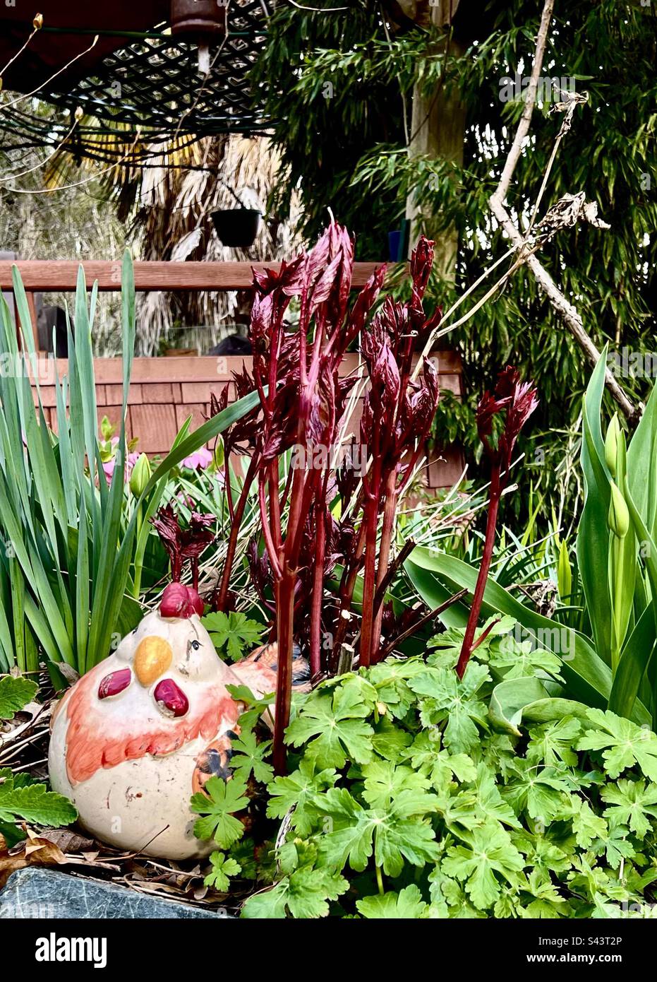 Chicken in the garden Stock Photo - Alamy