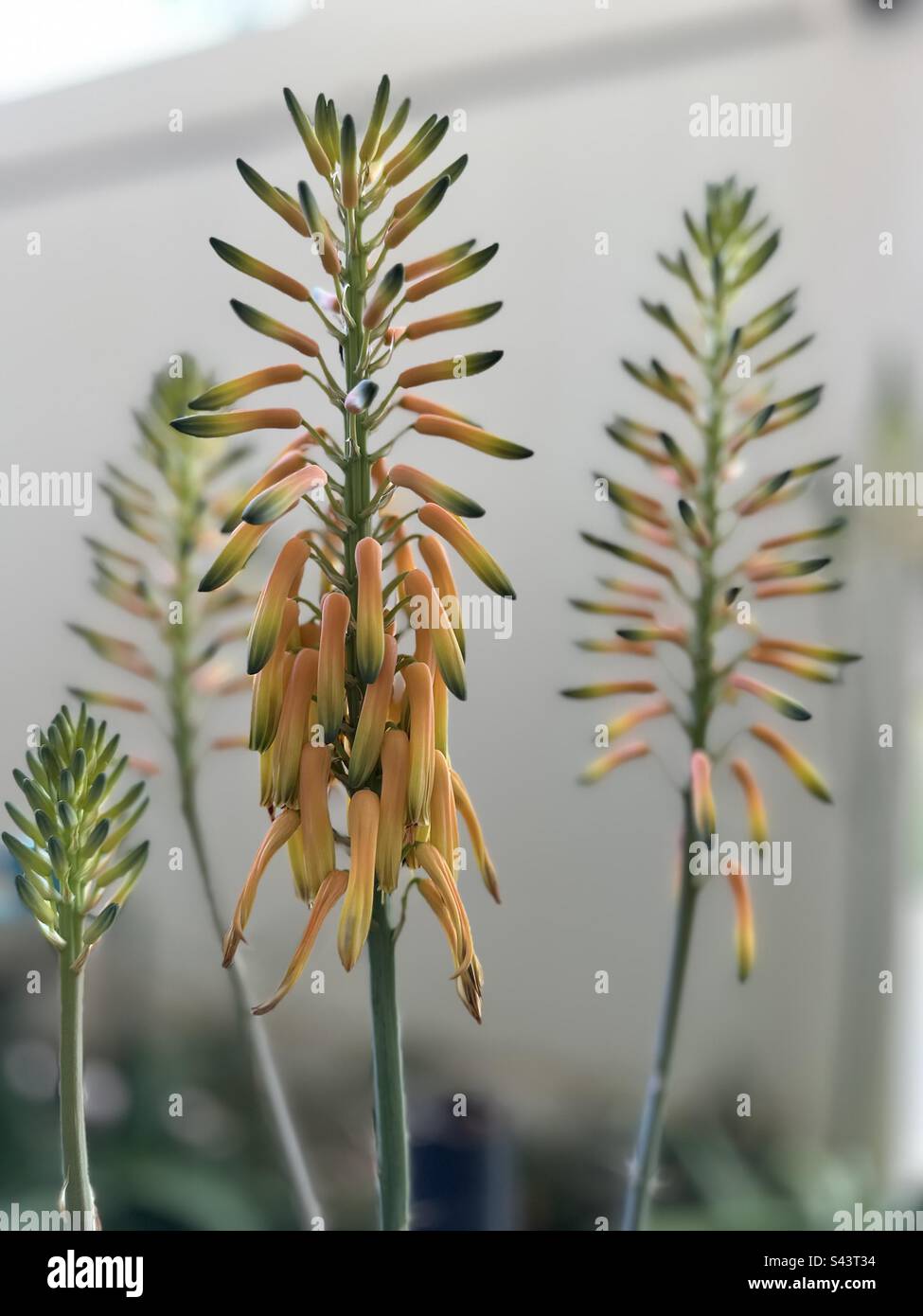 Aleo vera plant hi-res stock photography and images - Alamy
