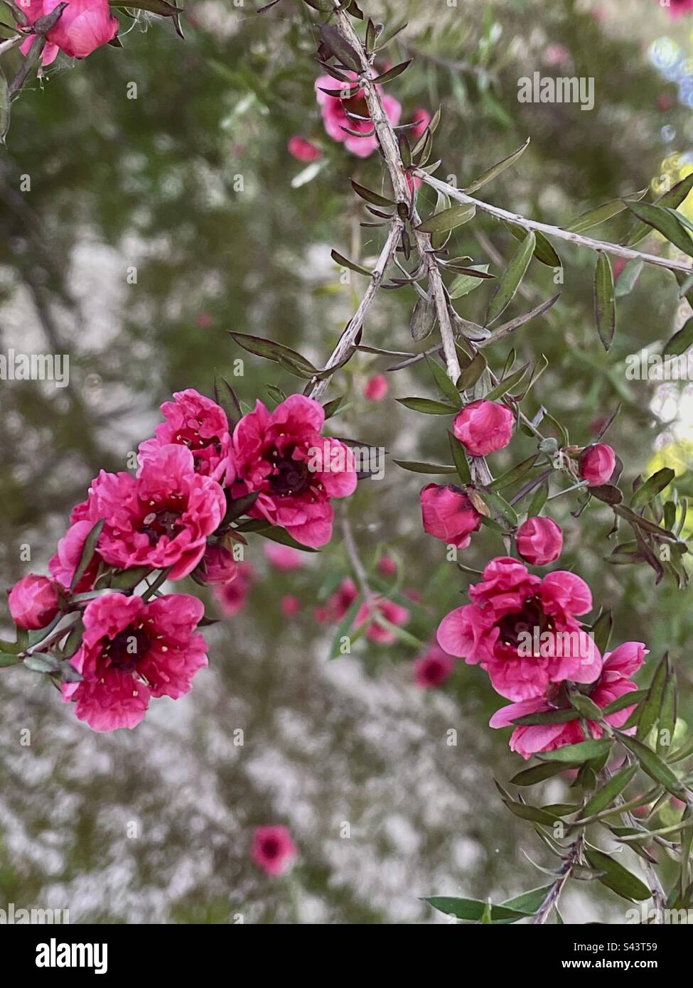 Red Damascus leptospermum Stock Photo - Alamy