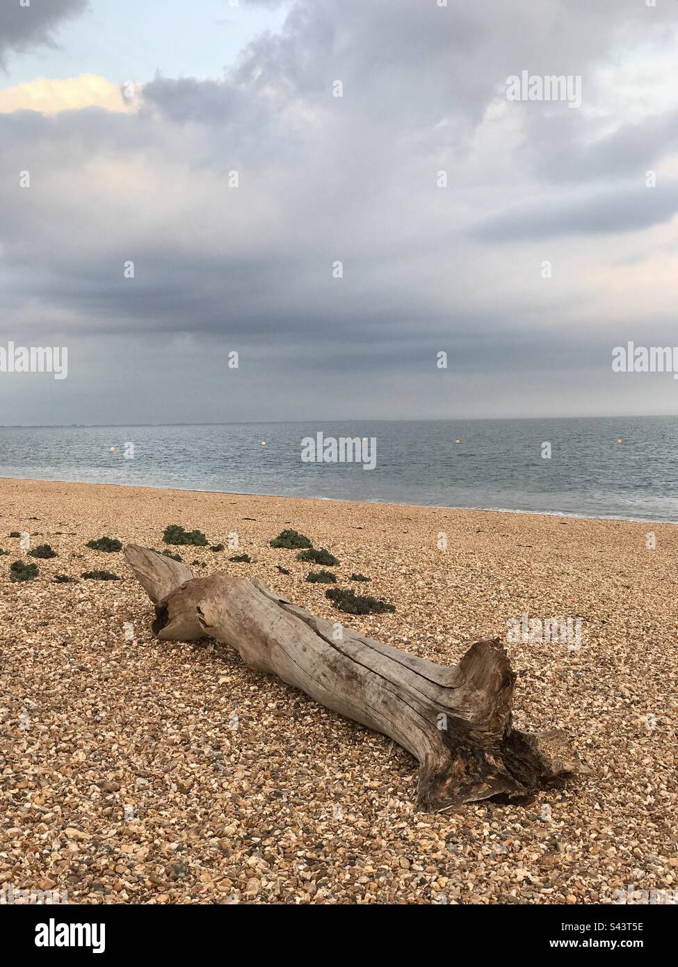 Log in the beach hi-res stock photography and images - Alamy