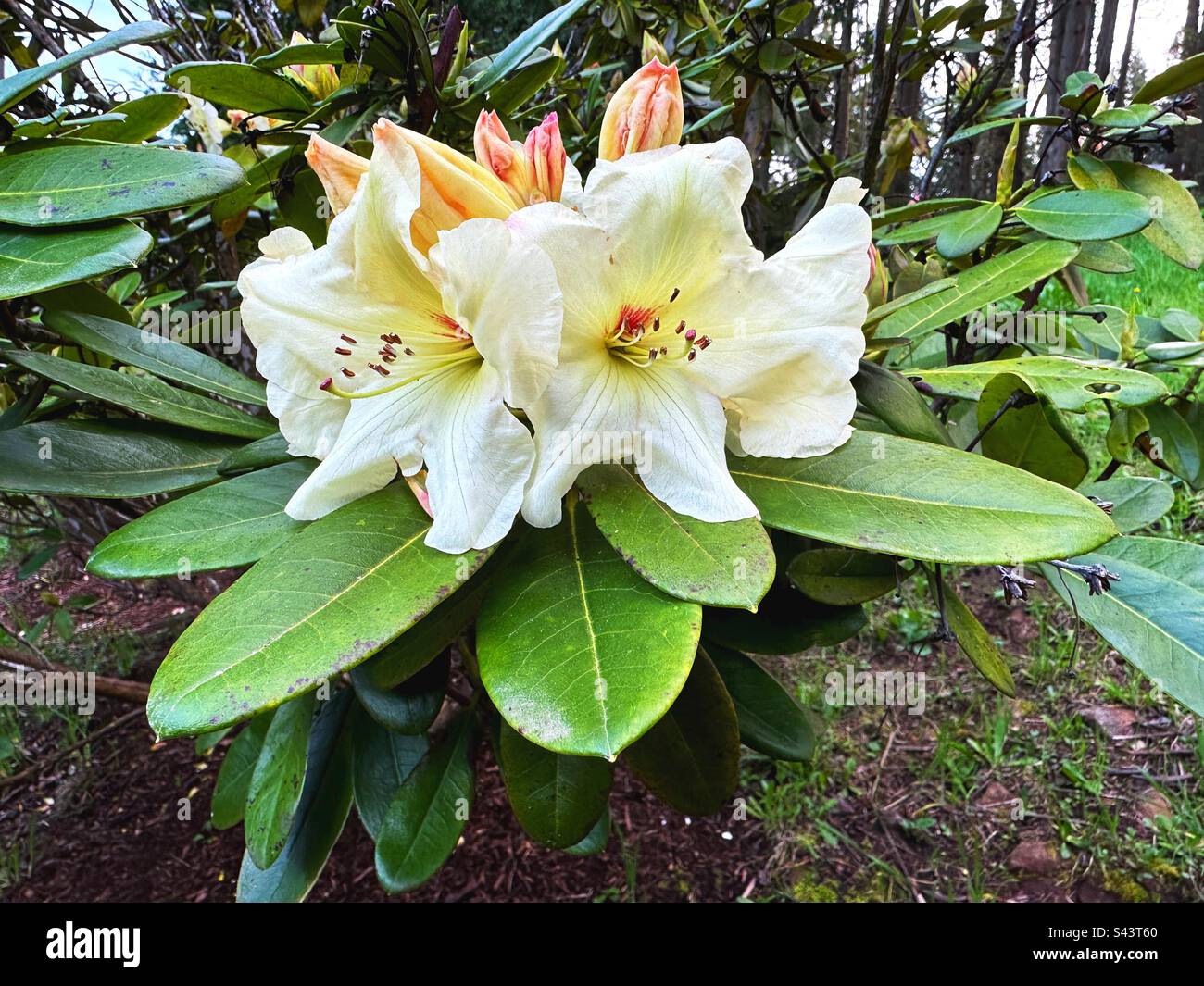 Yellow rhododendron flowers hi-res stock photography and images - Alamy