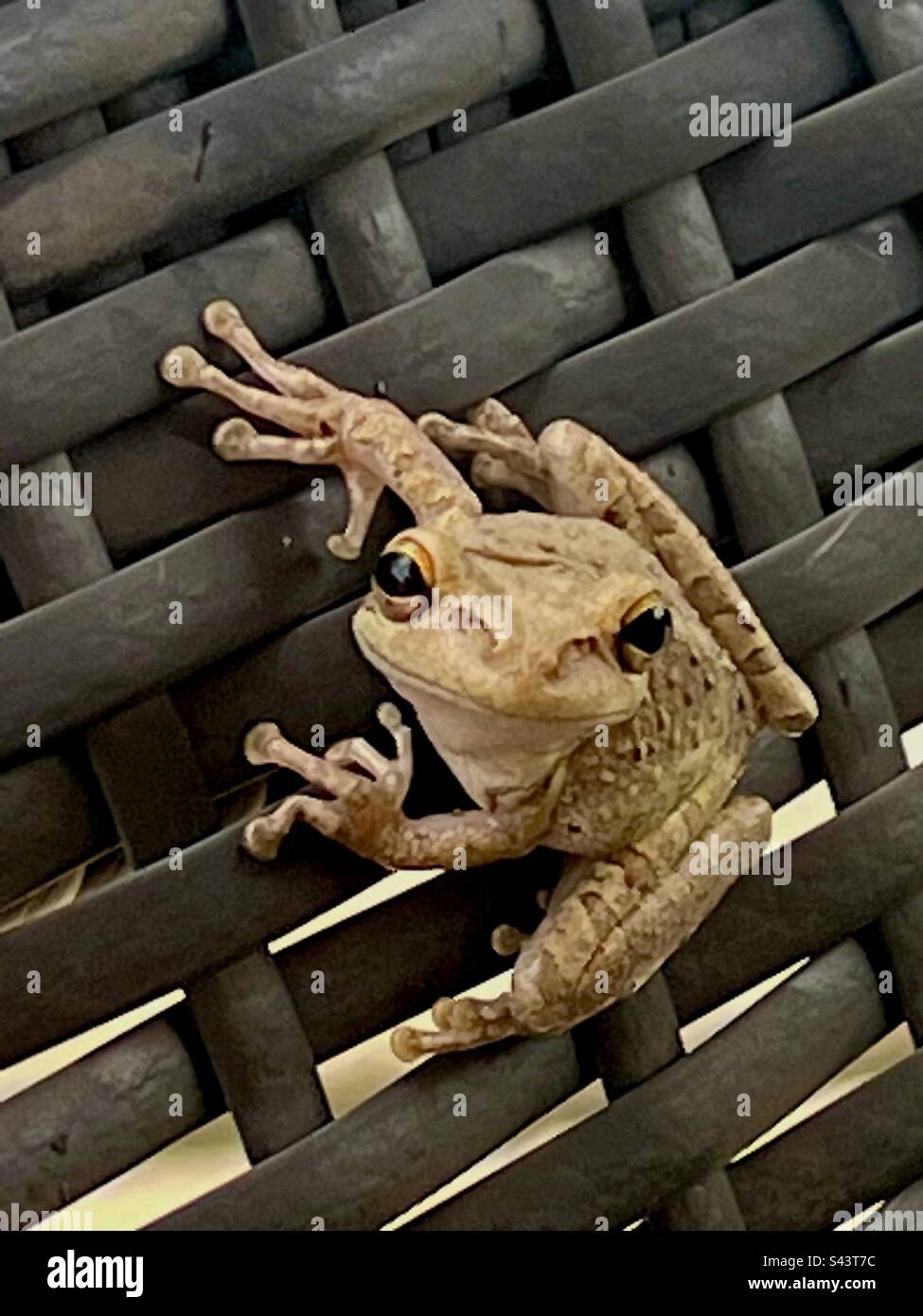 Frogman hi-res stock photography and images - Alamy