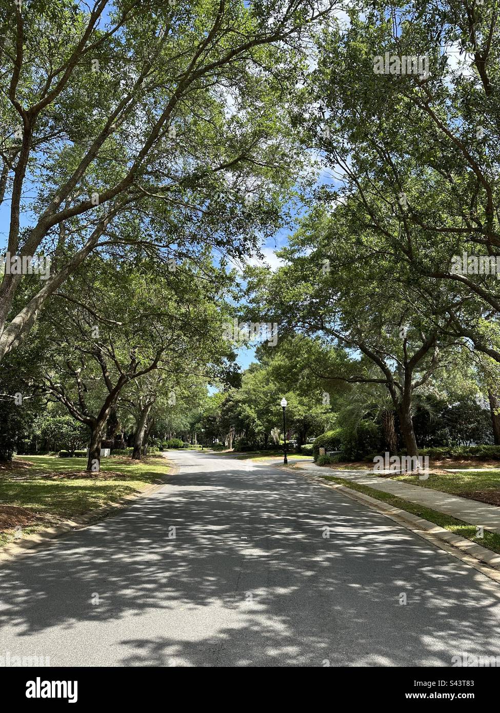 Tree lined street Stock Photo - Alamy