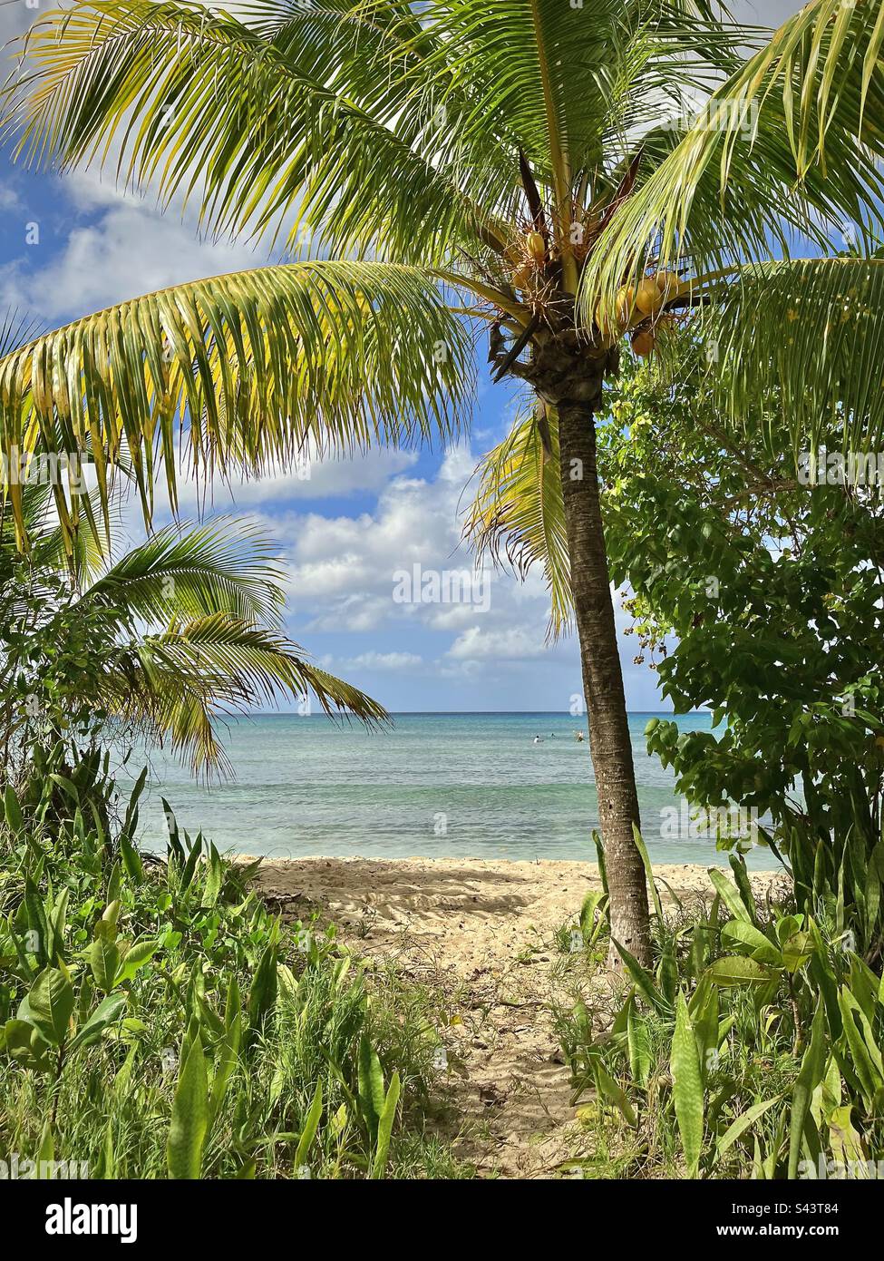 Beach by coconut tree hi-res stock photography and images - Alamy
