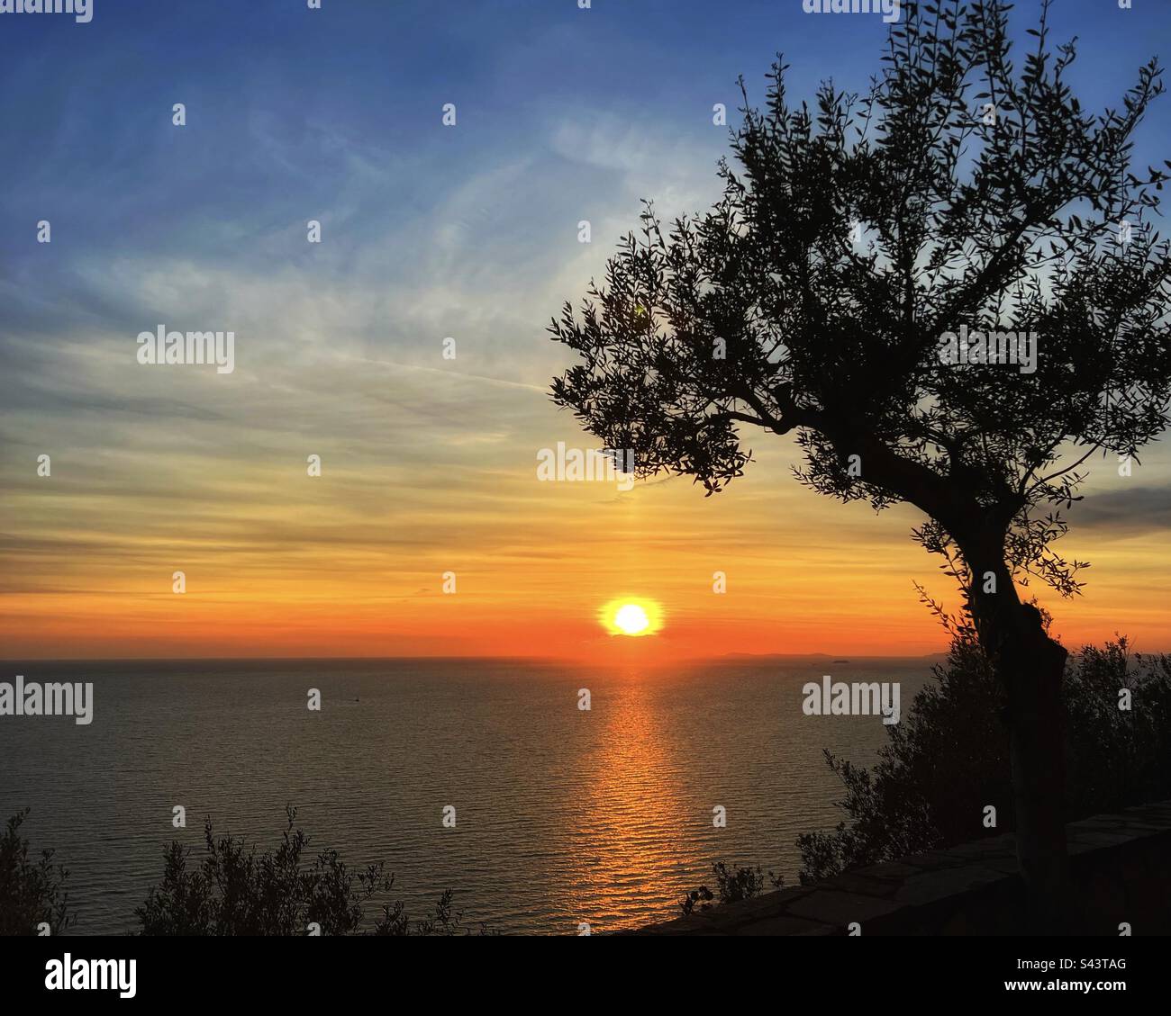 Olive tree at the sea at sunset hi-res stock photography and images - Alamy