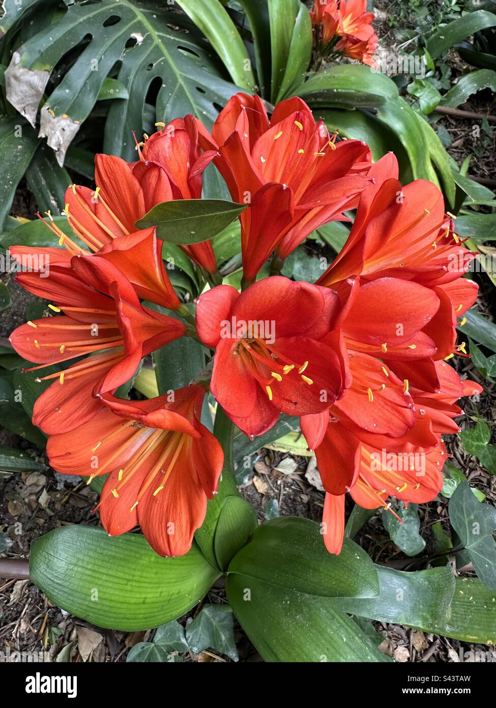Red natal lily flowers hi-res stock photography and images - Alamy