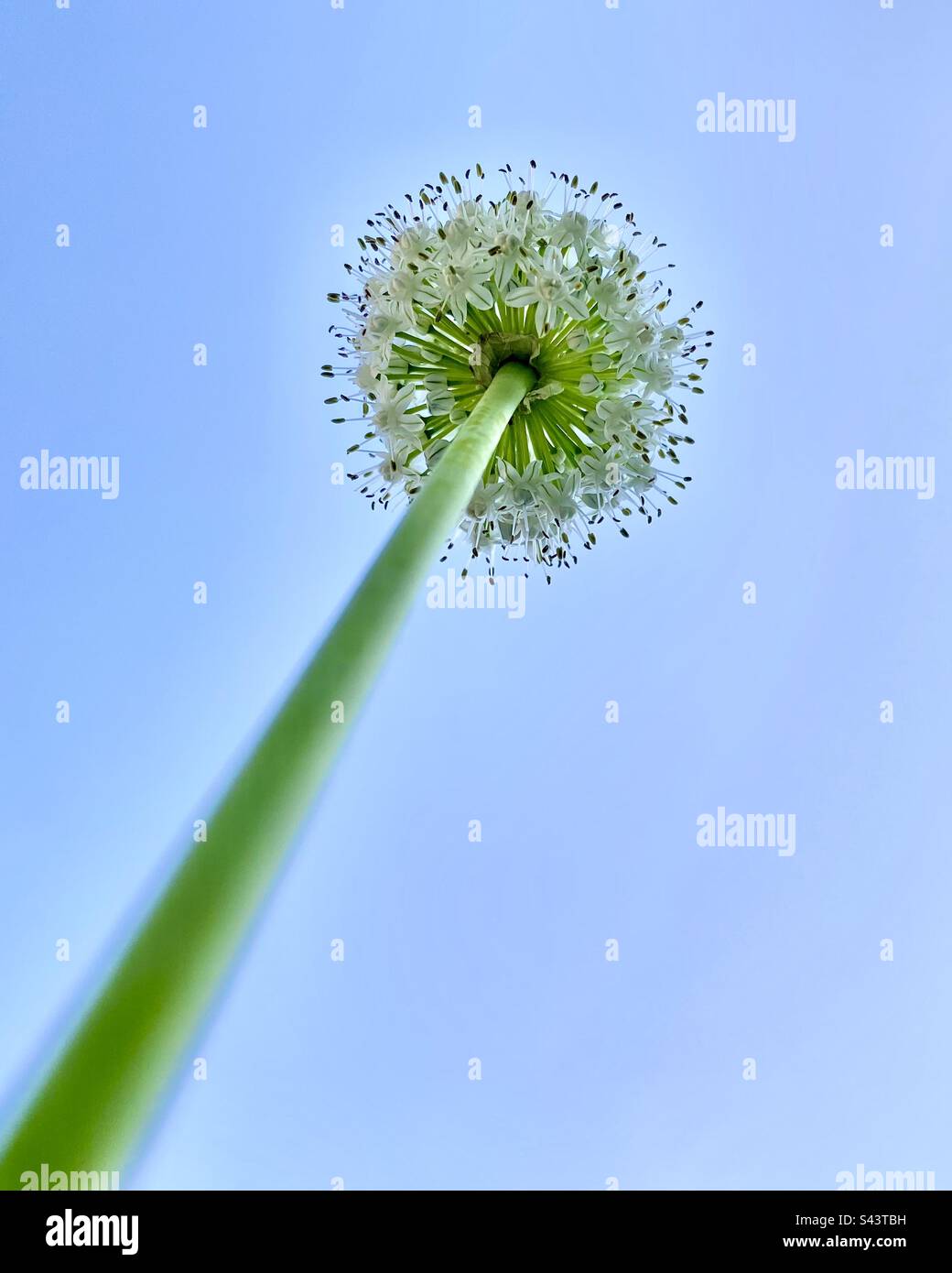 Onionflower hi-res stock photography and images - Alamy