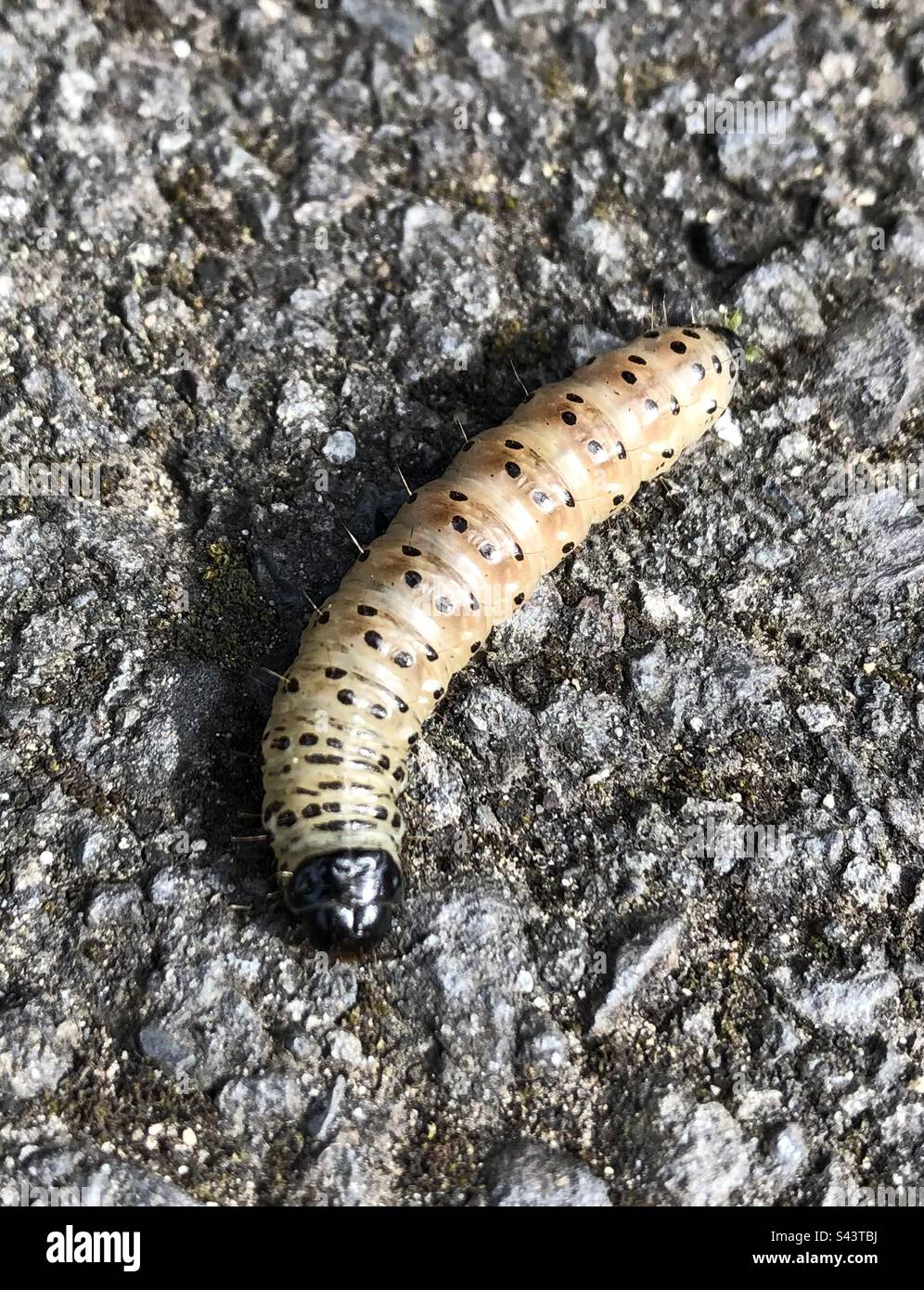 Caterpillar, moth, insect bug Stock Photo - Alamy