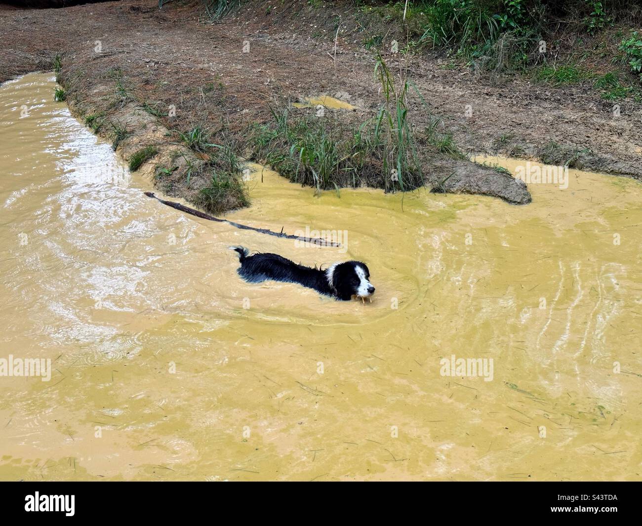 Muddy pond hi-res stock photography and images - Alamy