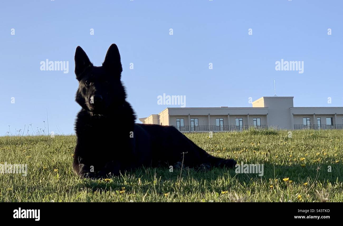 Shepard dog hi-res stock photography and images - Alamy