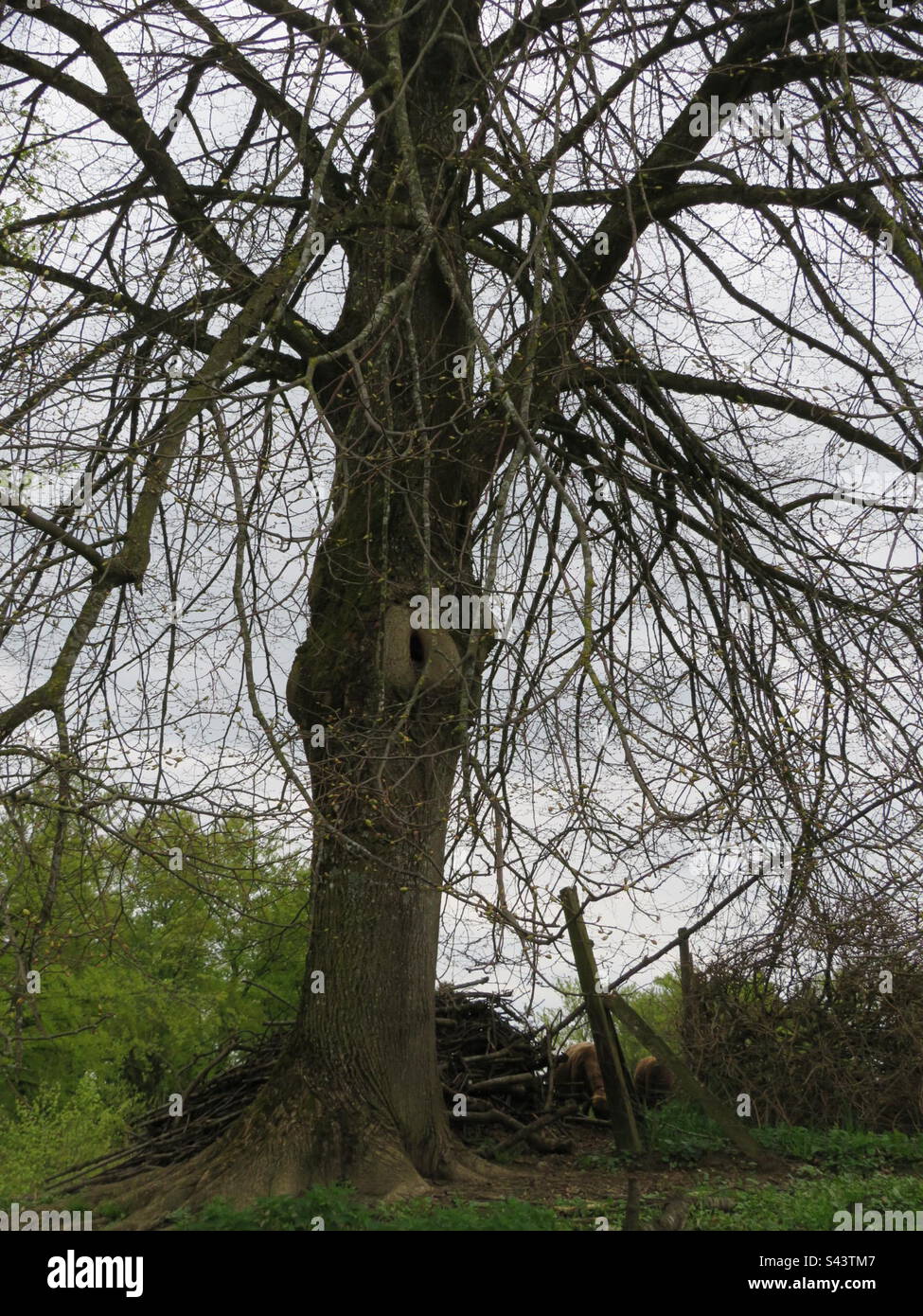 Baum tree hi-res stock photography and images - Alamy