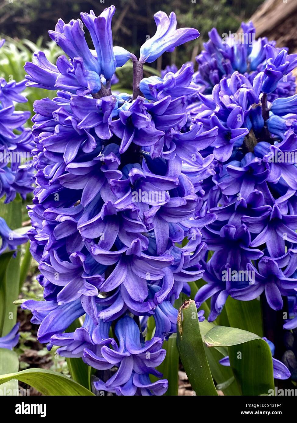 Blue hyacinth flowers in bloom Stock Photo - Alamy