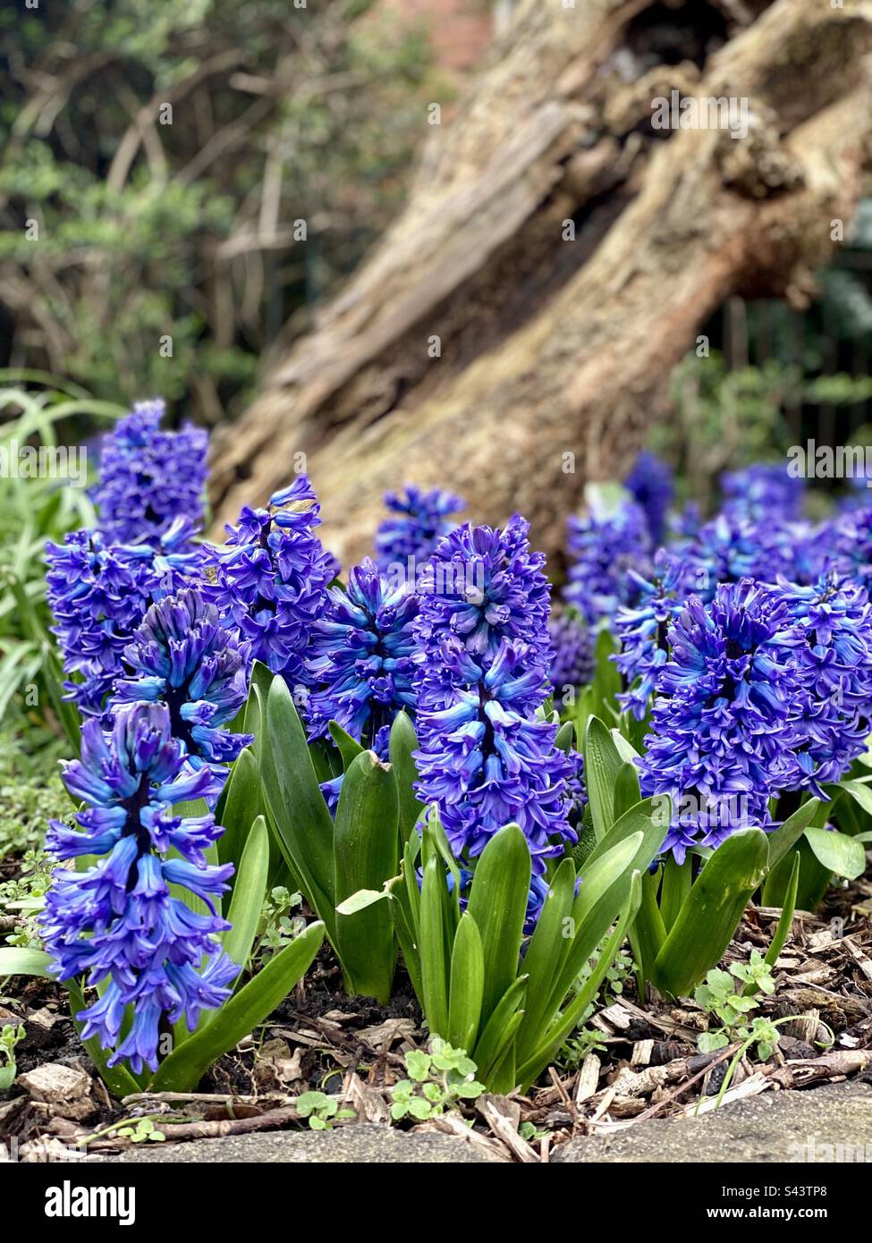 Blue hyacinth flowers hi-res stock photography and images - Alamy