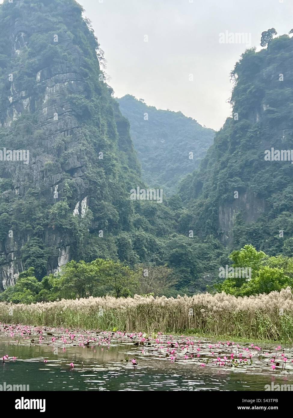 Pink lotus flowers floating in the river with soaring mountains ...