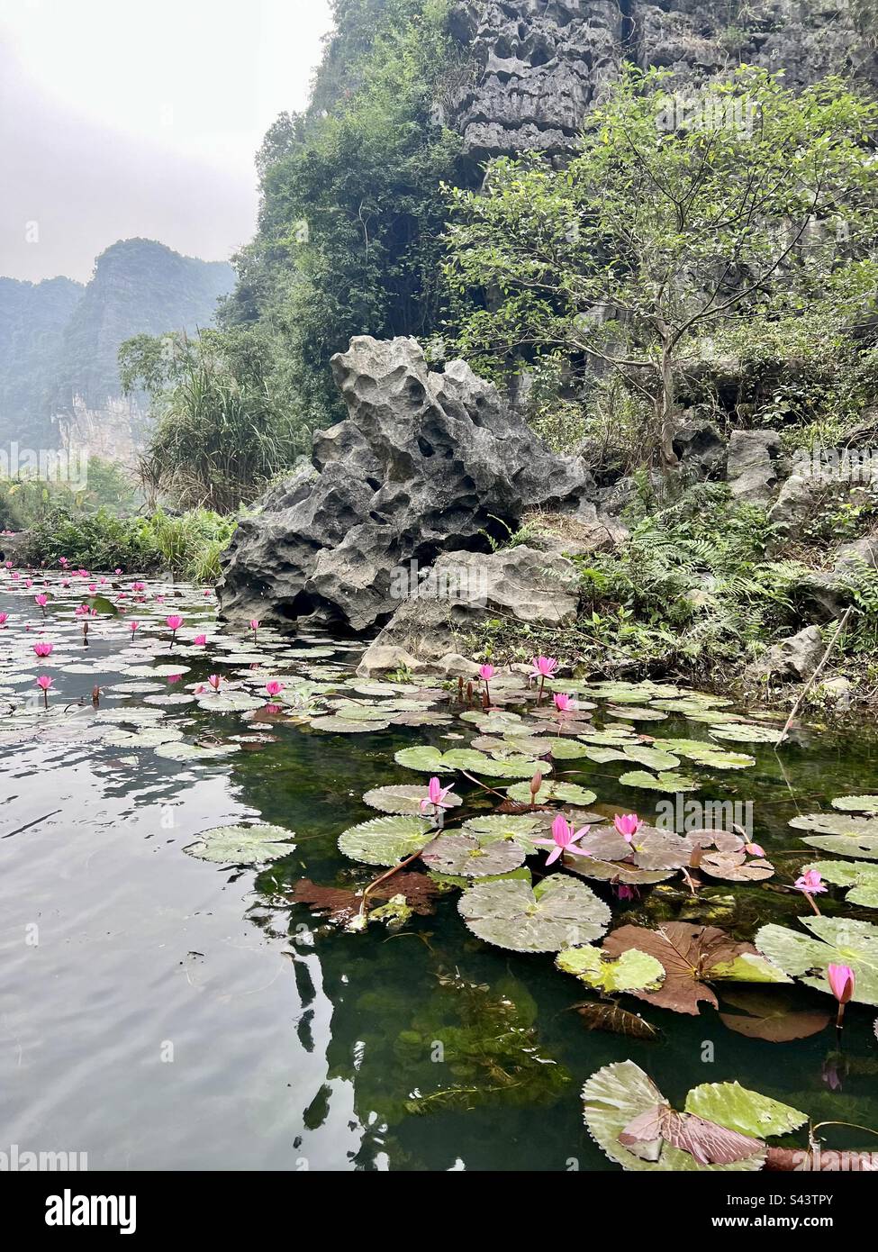 Limestone caverns with floating pink lotus flowers in green river ...