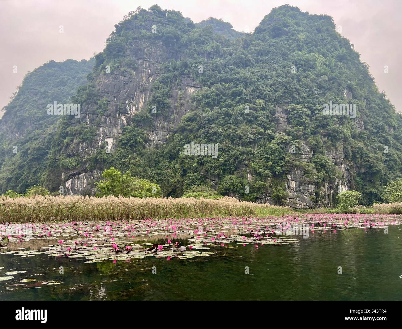 Limestone mountain with moss with floating pink lotus flowers in green ...