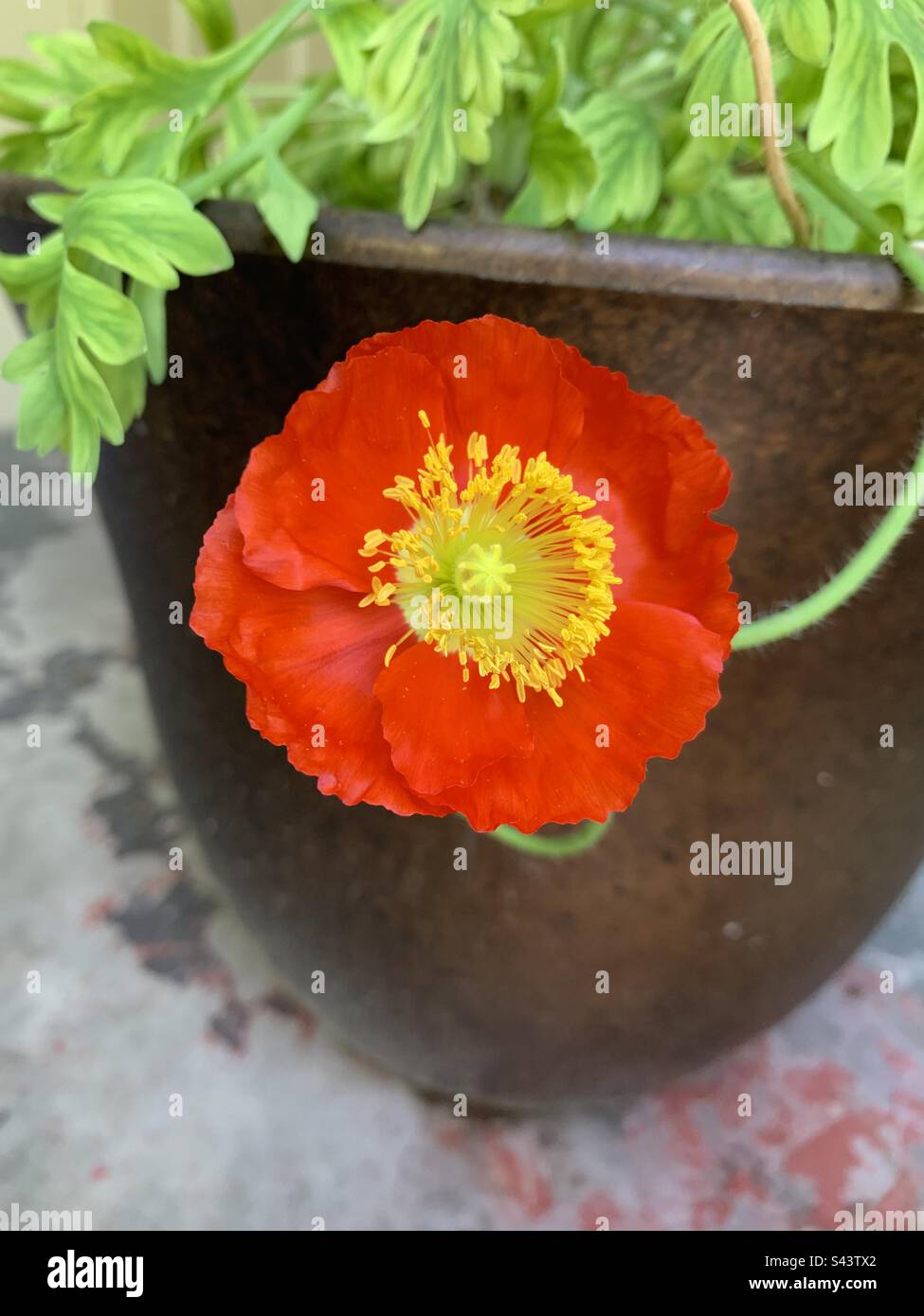 Red poppy eschscholzia hi-res stock photography and images - Alamy