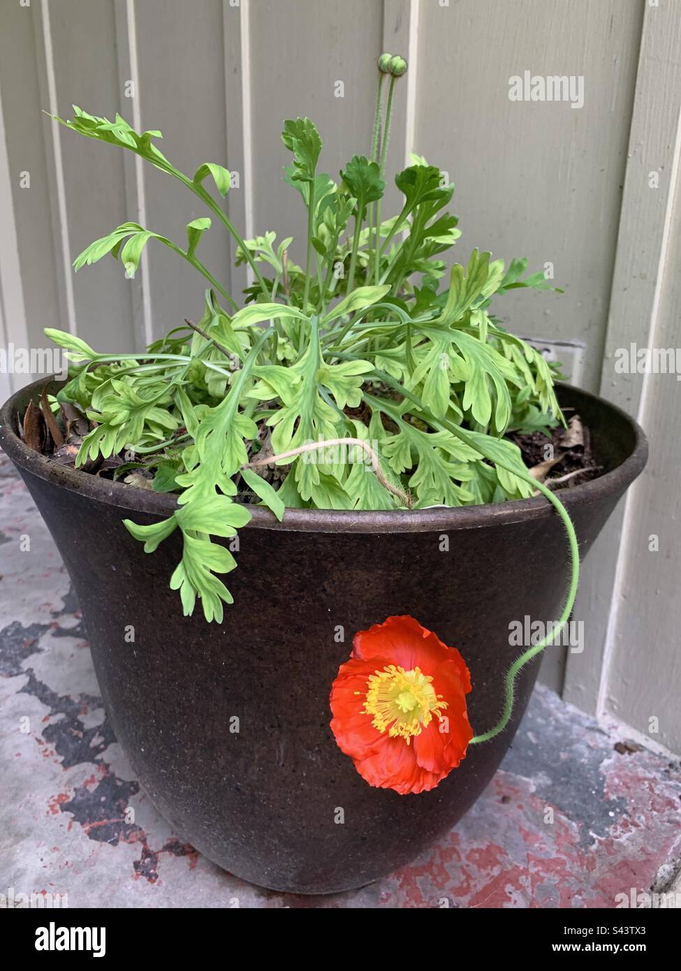 Red poppy plant hi-res stock photography and images - Alamy