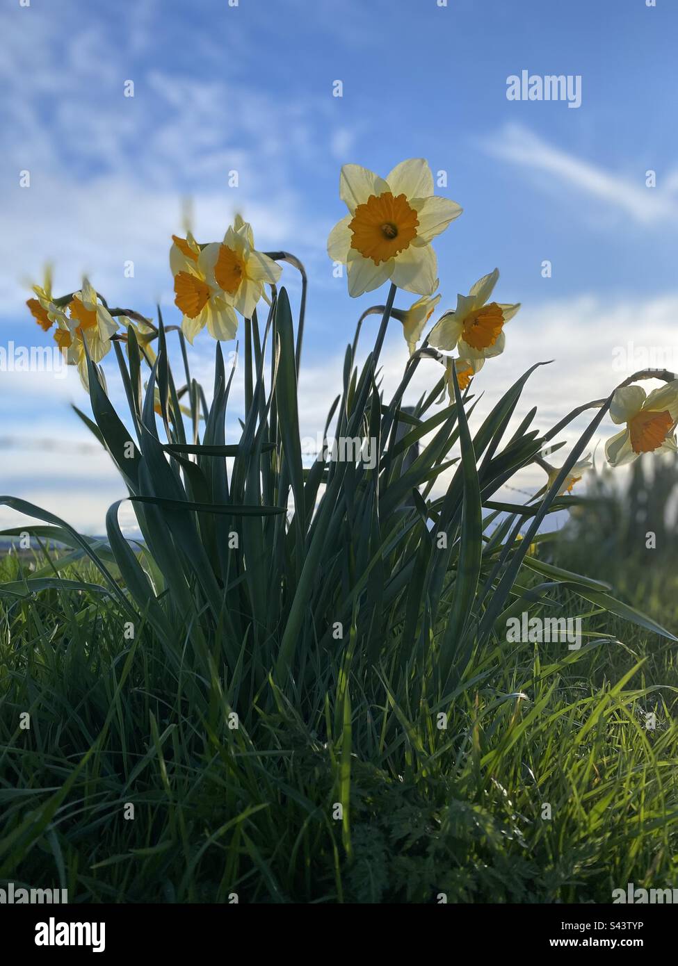 Sunny spring summer daffodils hi-res stock photography and images - Alamy