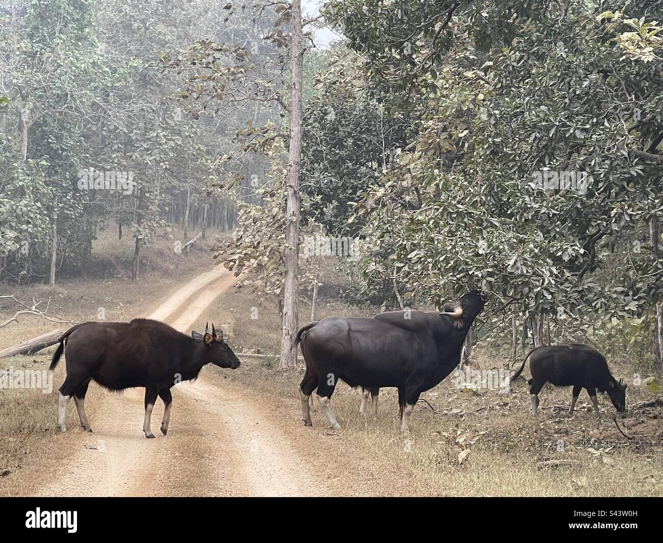 Gaur indian hi-res stock photography and images - Alamy