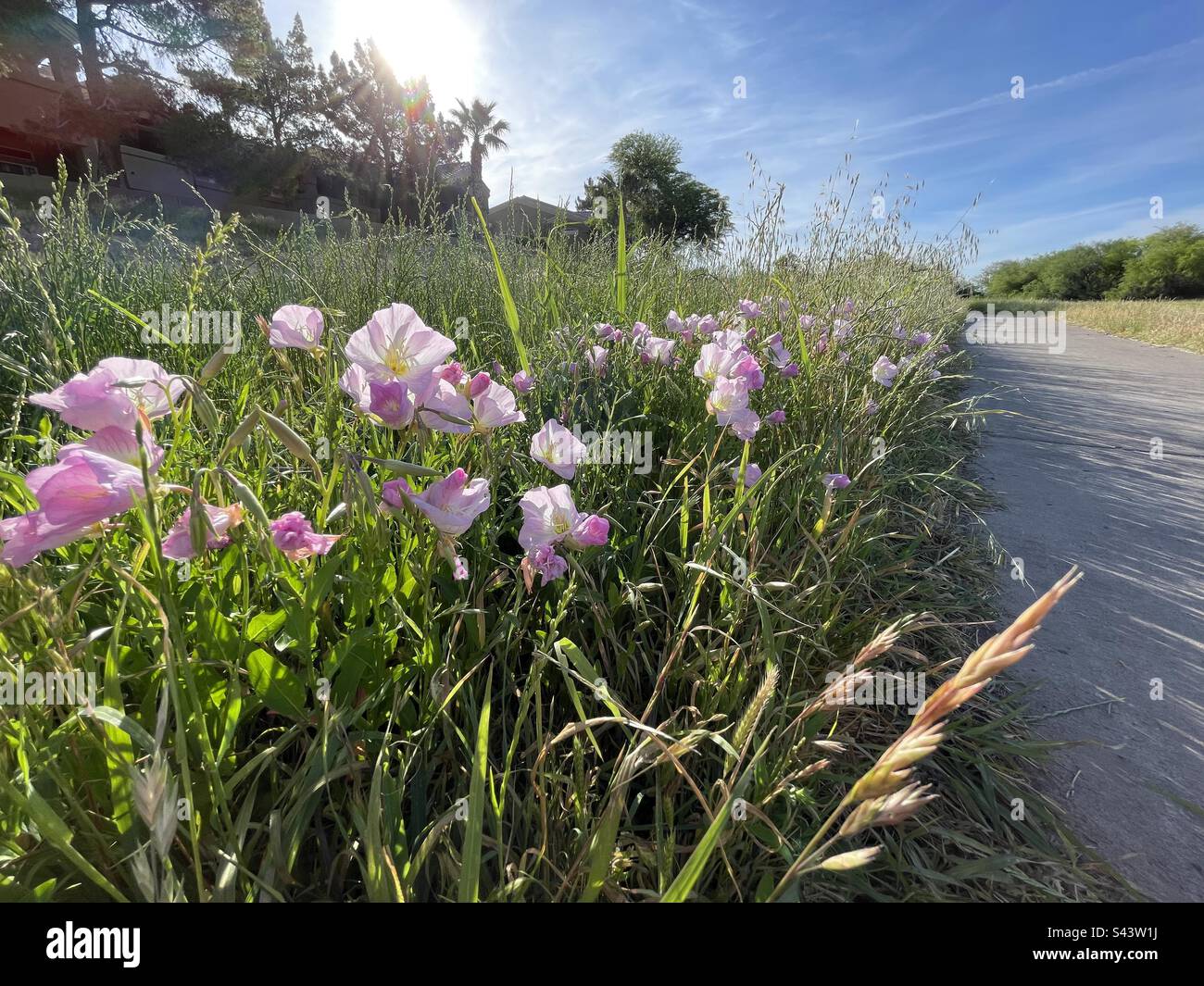 Verdant pathway hi-res stock photography and images - Alamy